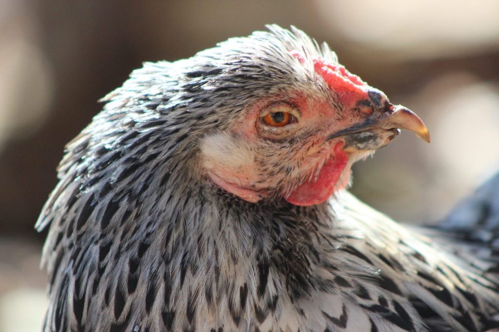 Dealing With Chicken Beak Injuries – Bitchin' Chickens