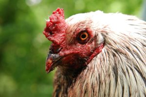 Dealing With Chicken Beak Injuries – Bitchin' Chickens