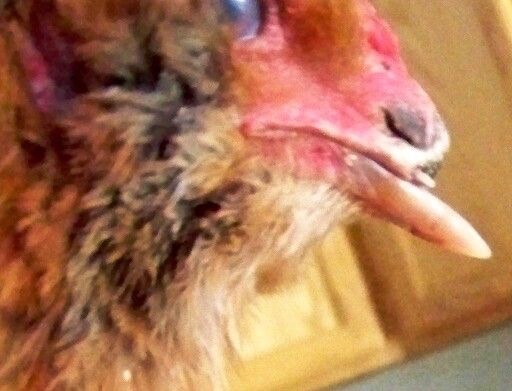 Dealing With Chicken Beak Injuries – Bitchin' Chickens