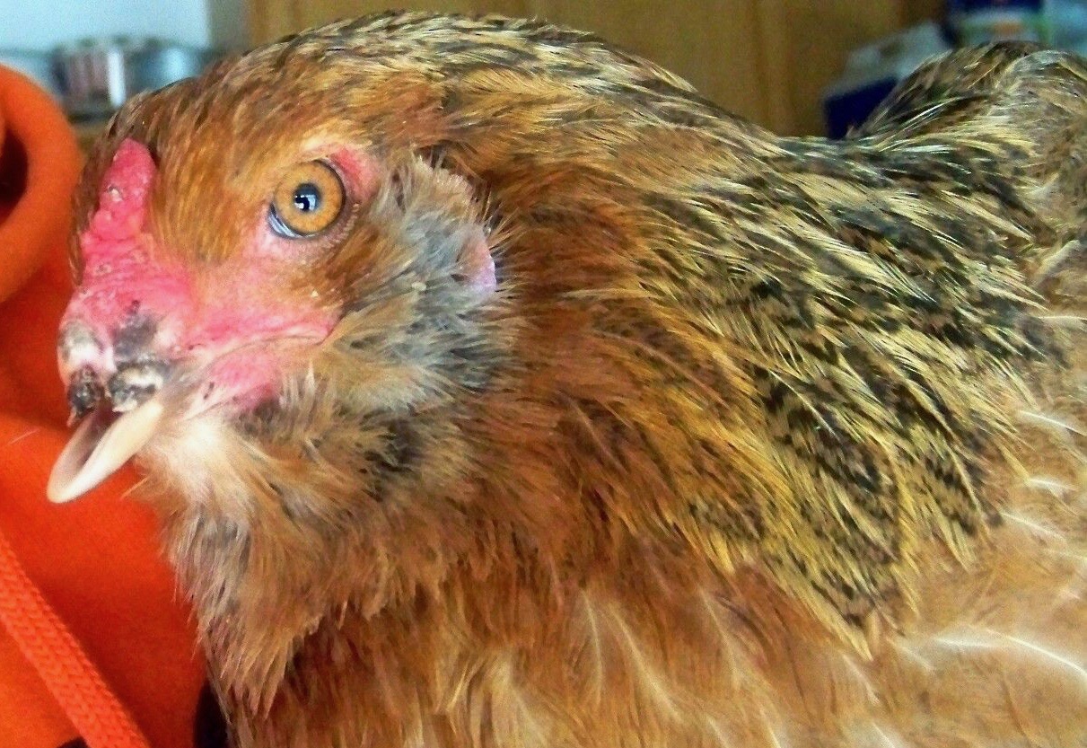 Dealing With Chicken Beak Injuries – Bitchin' Chickens