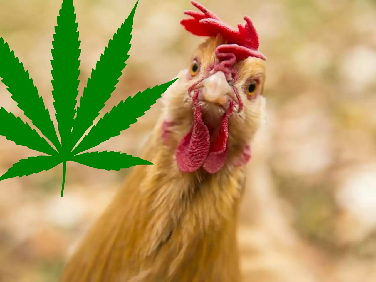 Natural Remedy For Chickens: Cannabis – Bitchin' Chickens