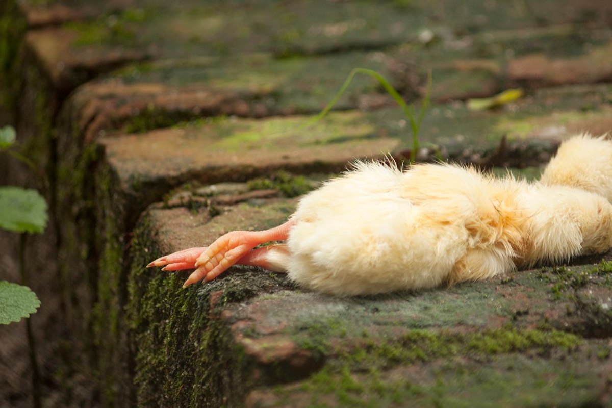 Dealing With Chick Mortality – Bitchin' Chickens