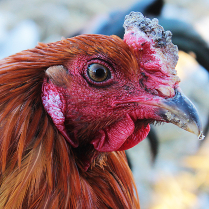 Dealing With Frostbite In Chickens – Bitchin' Chickens
