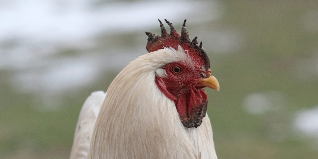 Dealing With Frostbite In Chickens – Bitchin' Chickens