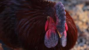 Dealing With Frostbite In Chickens – Bitchin' Chickens