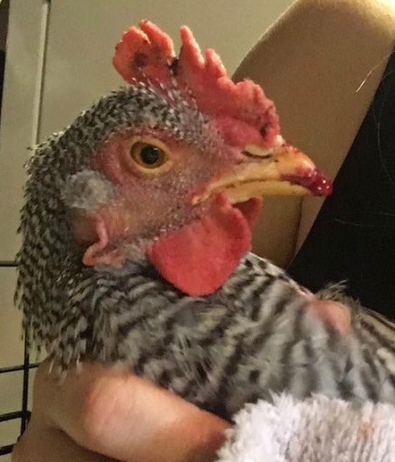 Dealing With Chicken Beak Injuries – Bitchin' Chickens