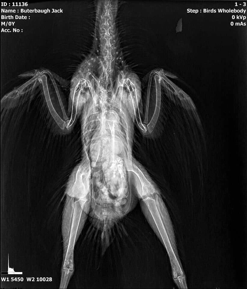 Case Study: Avian Encephalomyelitis – Bitchin' Chickens