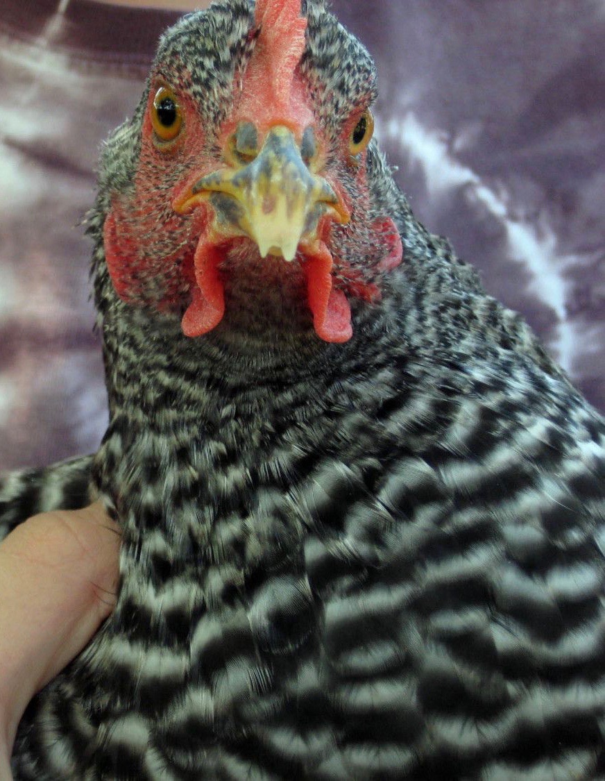 Dealing With Chicken Beak Injuries – Bitchin' Chickens