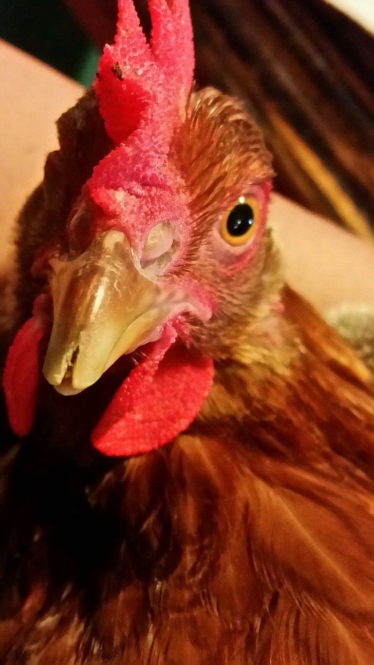Dealing With Chicken Beak Injuries – Bitchin' Chickens