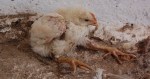 Help, My Chicken Is Limping – Bitchin' Chickens