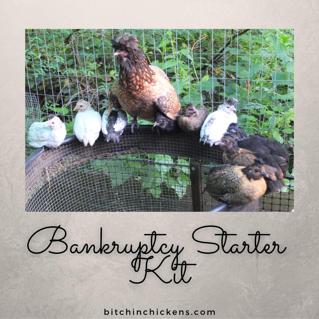 Bitchin’ Chicken Memes: 1 – Bitchin' Chickens