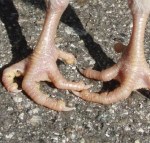 Help, My Chicken Is Limping – Bitchin' Chickens