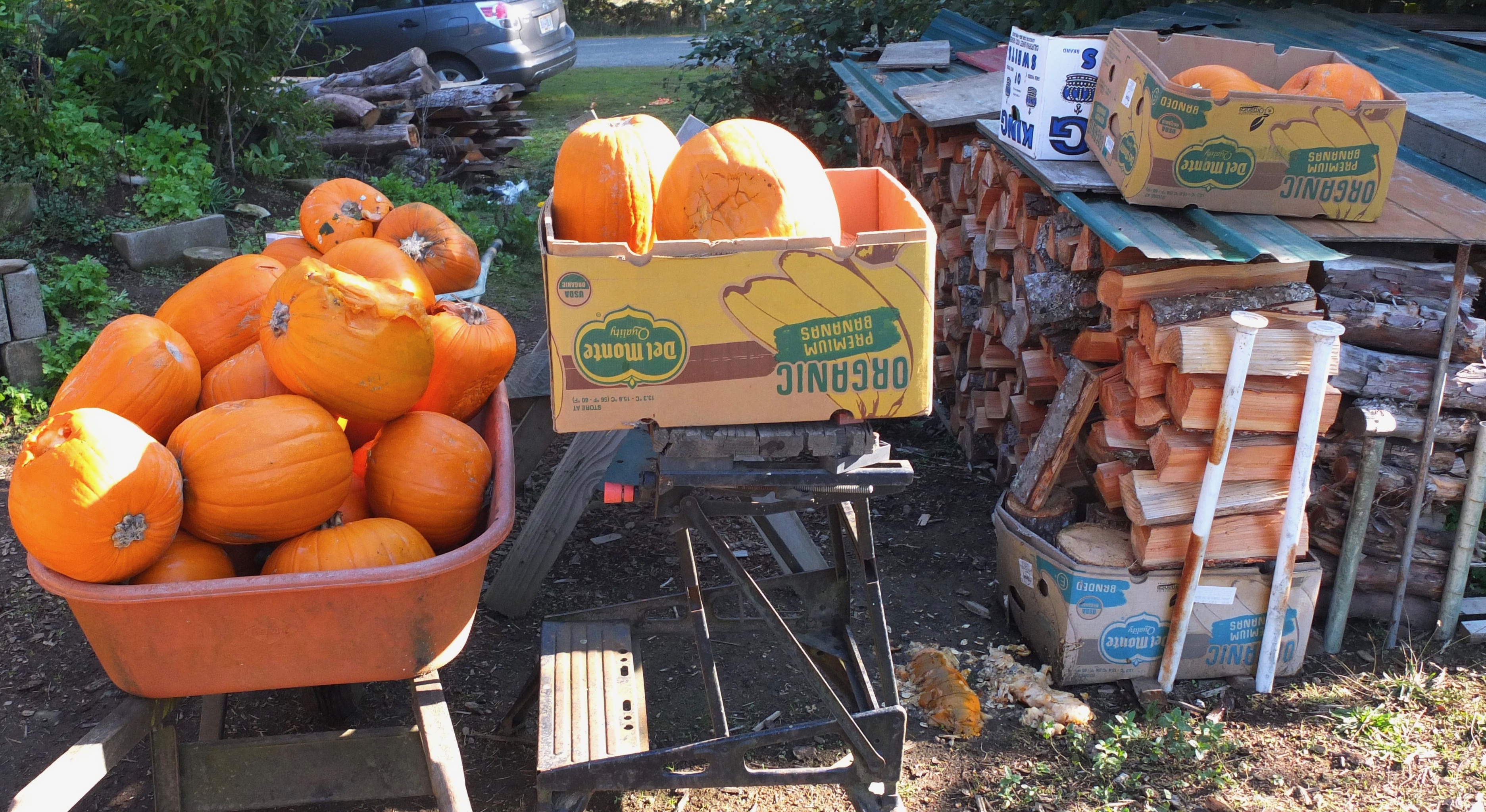 Myth Buster: Pumpkin As Chicken Dewormer – Bitchin' Chickens