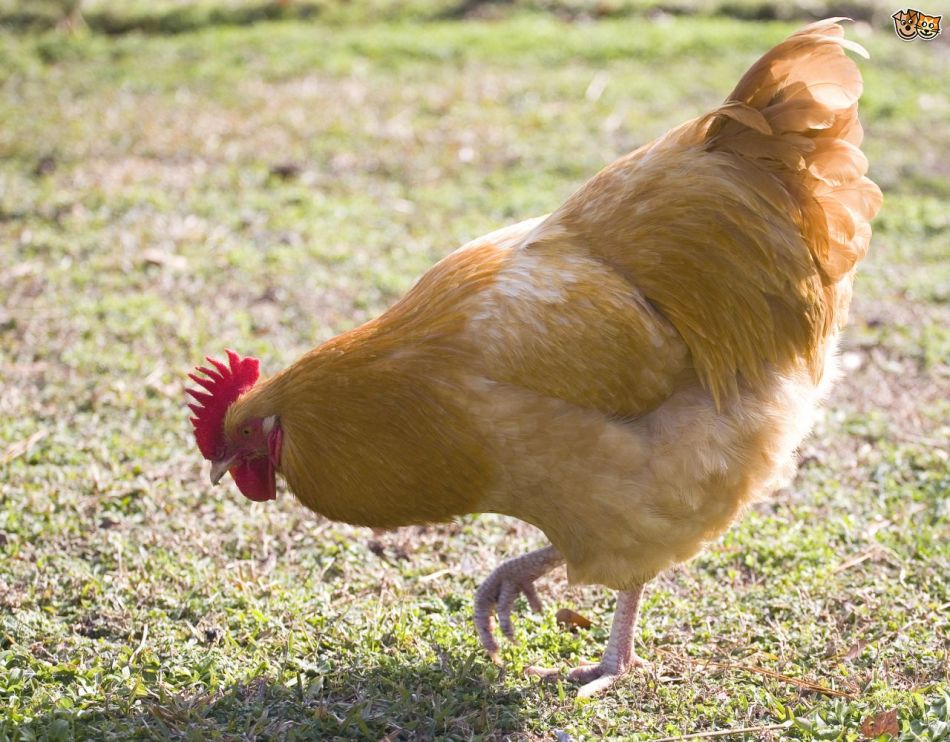 Help, My Chicken Is Limping – Bitchin' Chickens