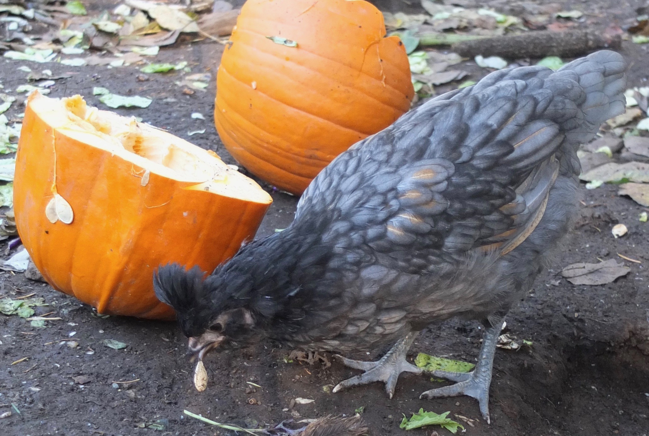 Myth Buster: Pumpkin As Chicken Dewormer – Bitchin' Chickens