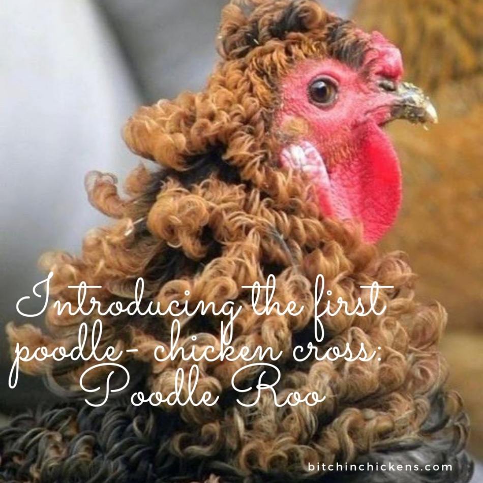 Bitchin’ Chicken Memes: 1 – Bitchin' Chickens