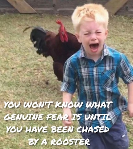 Alektorophobia: Fear Of Chickens – Bitchin' Chickens