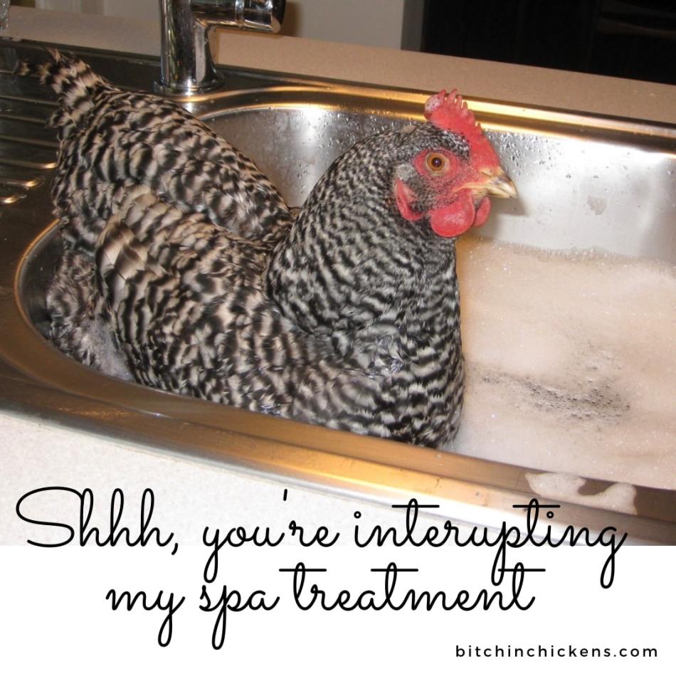 Bitchin’ Chicken Memes: 1 – Bitchin' Chickens