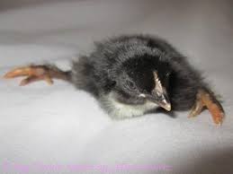 Help, My Chicken Is Limping – Bitchin' Chickens