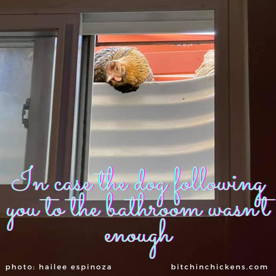 Bitchin’ Chicken Memes: 1 – Bitchin' Chickens