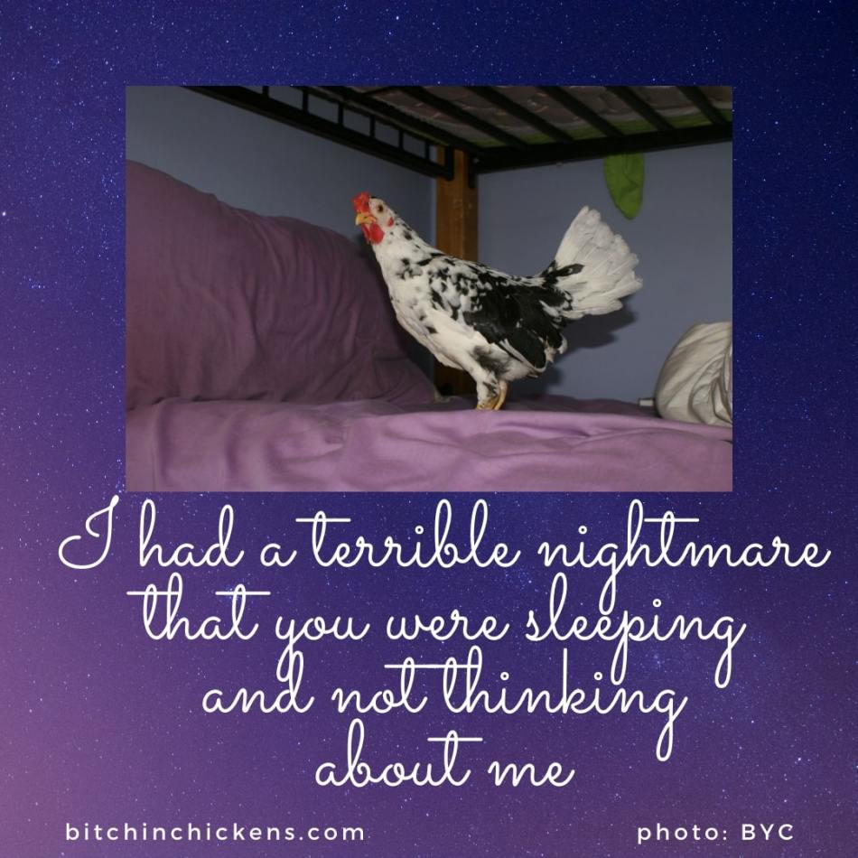 Bitchin’ Chicken Memes: 1 – Bitchin' Chickens