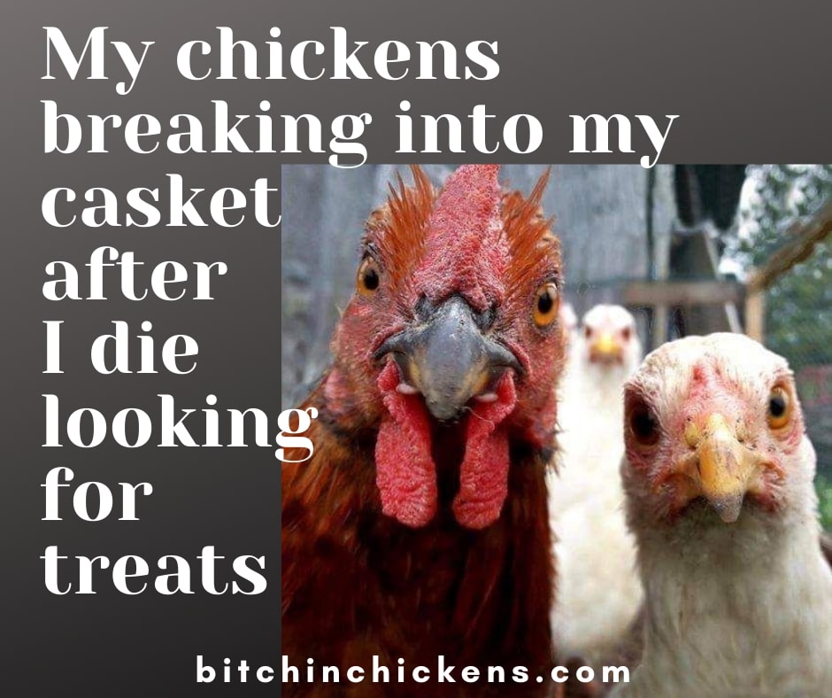Bitchin’ Chickens Memes: 2 – Bitchin' Chickens