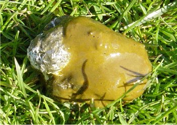 The Lowdown on Chicken Poop: Interpreting Your Flock’s Outputs ...