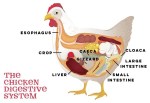 The Lowdown on Chicken Poop: Interpreting Your Flock’s Outputs ...