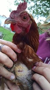 Case Study: Impacted Crop Surgery – Bitchin' Chickens