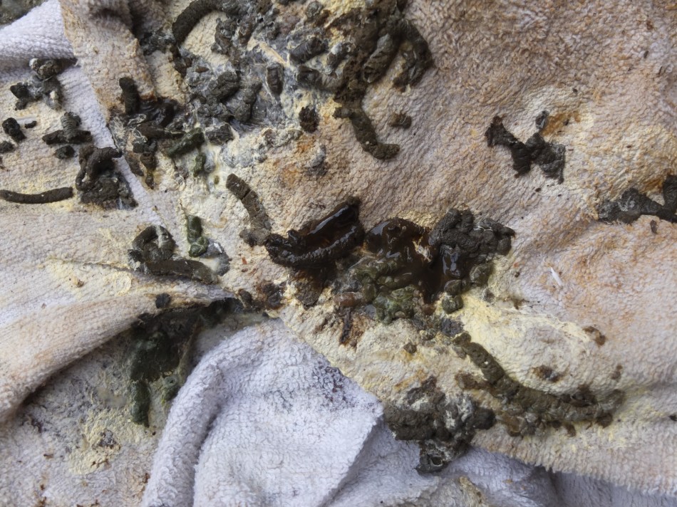 The Lowdown on Chicken Poop: Interpreting Your Flock’s Outputs ...