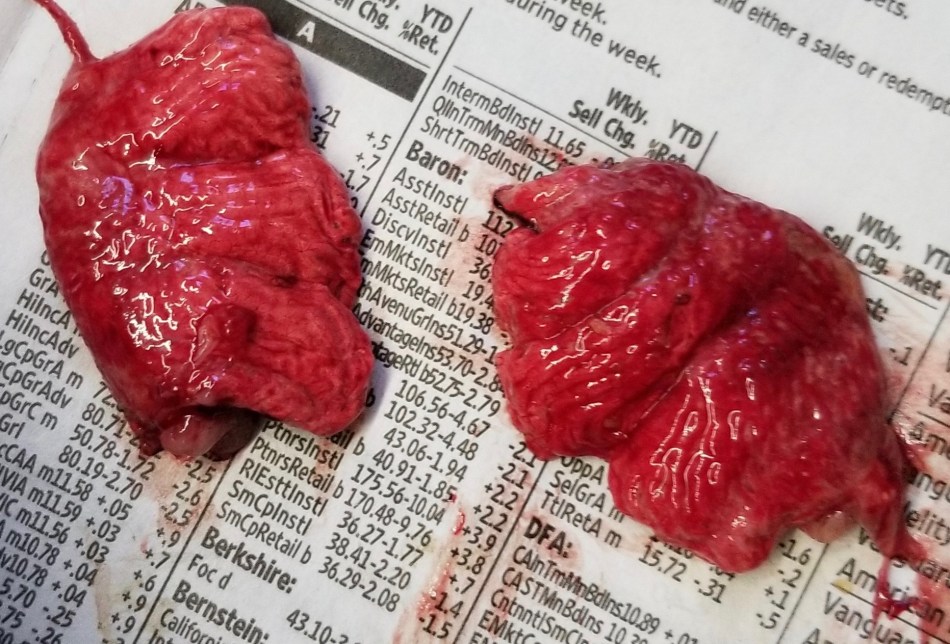 Case Study: Internal Layer – Bitchin' Chickens