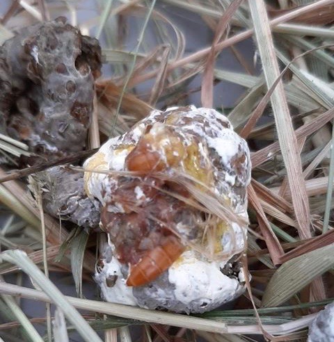 The Lowdown on Chicken Poop: Interpreting Your Flock’s Outputs ...