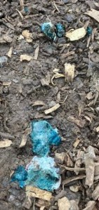 The Lowdown on Chicken Poop: Interpreting Your Flock’s Outputs ...