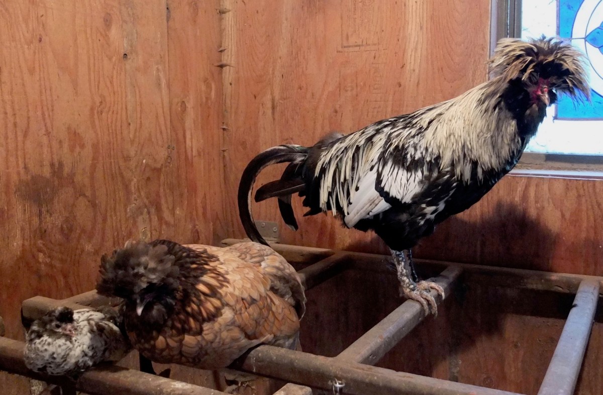 Case Study: Trichomonosis (Canker) – Bitchin' Chickens