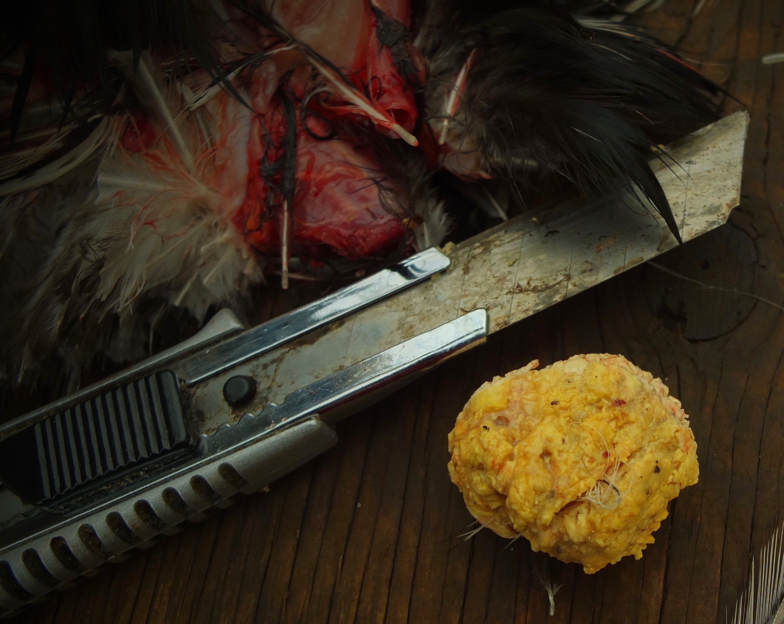 Case Study: Trichomonosis (Canker) – Bitchin' Chickens