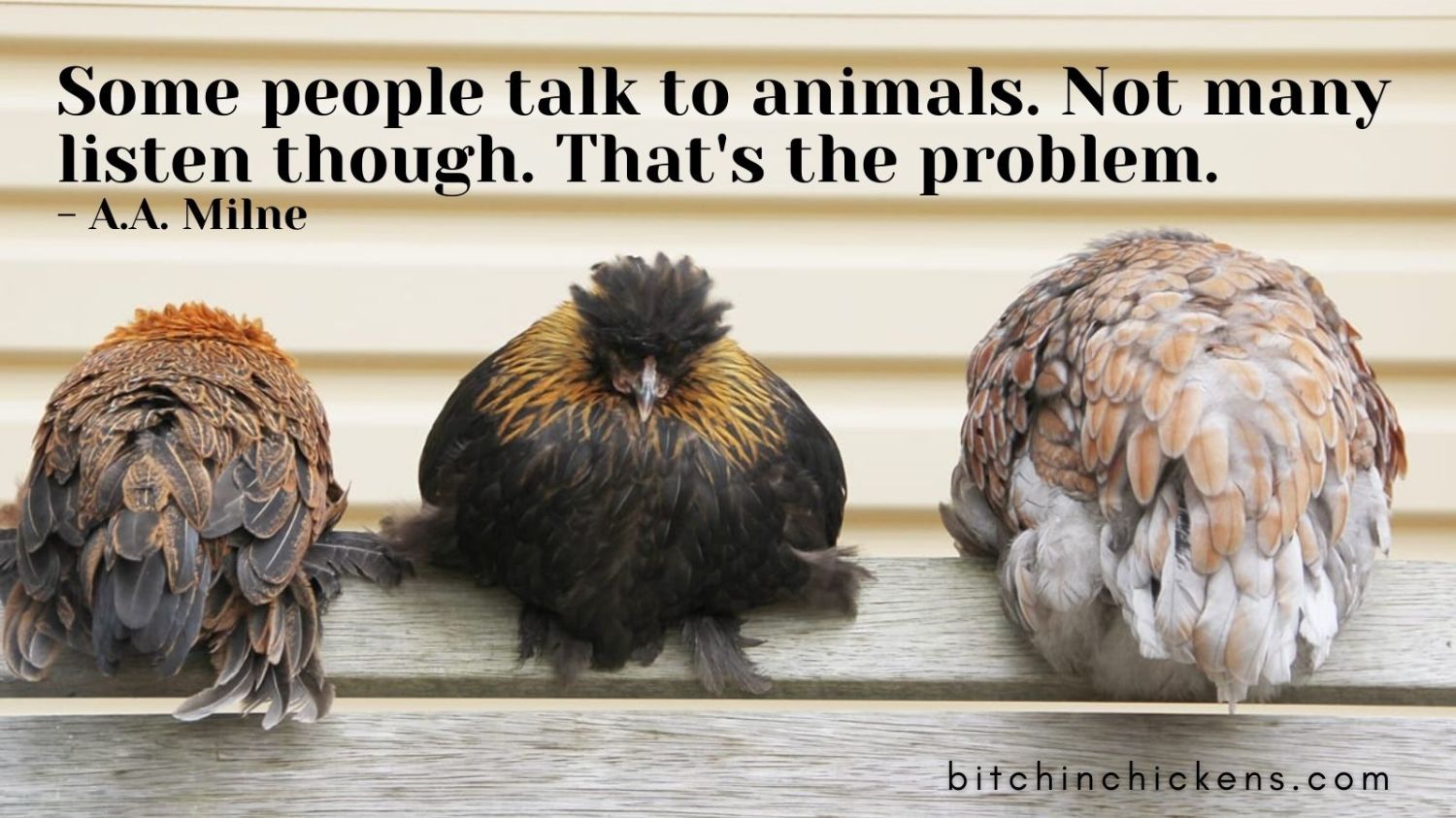 Bitchin’ Chickens Memes: 2 – Bitchin' Chickens