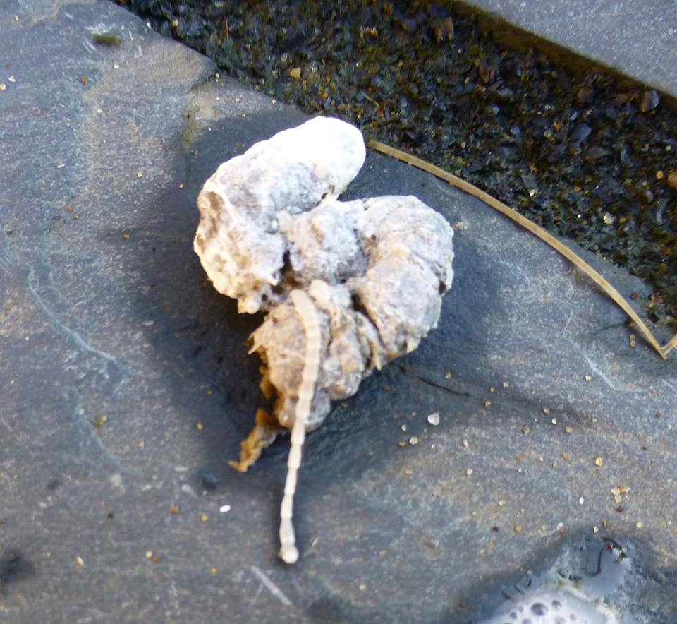 The Lowdown on Chicken Poop: Interpreting Your Flock’s Outputs ...