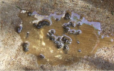 The Lowdown on Chicken Poop: Interpreting Your Flock’s Outputs ...