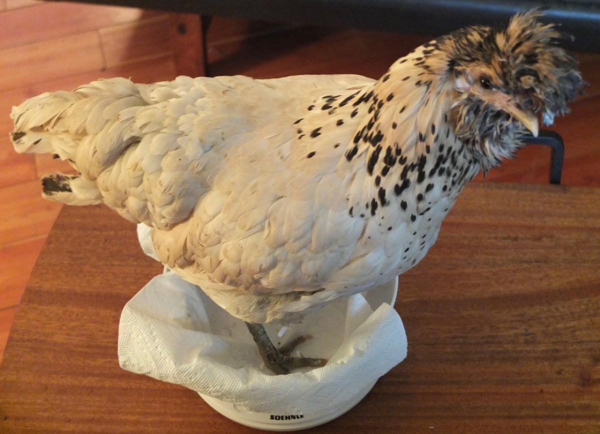 Case Study: Salpingitis 2 – Bitchin' Chickens