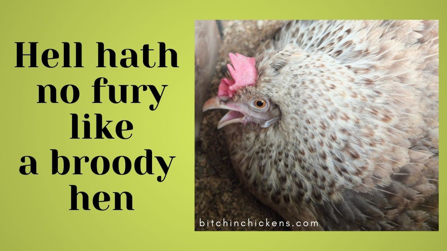 Hen Vs Brooder: Why Chicks Need Their Mother – Bitchin' Chickens
