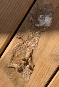 The Lowdown on Chicken Poop: Interpreting Your Flock’s Outputs ...