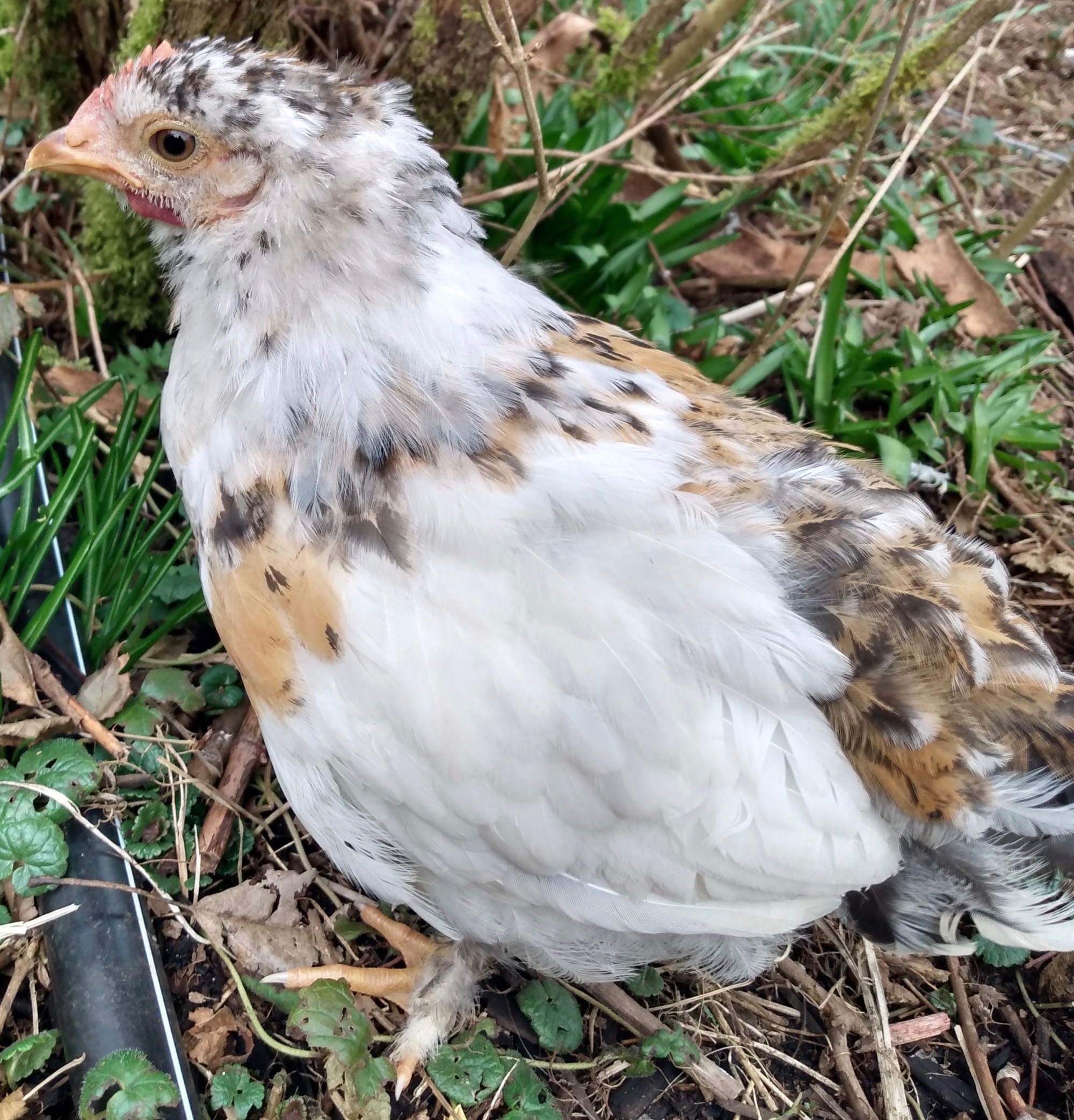 Sex, Gender & Chimerism – Bitchin' Chickens