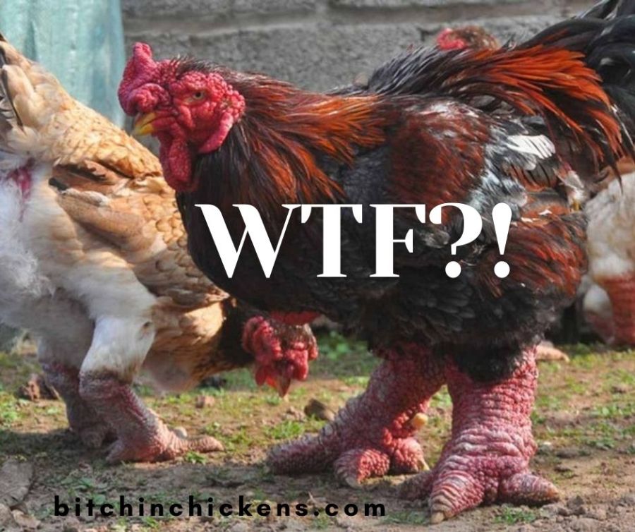 Bitchin’ Chickens Memes: 3 – Bitchin' Chickens