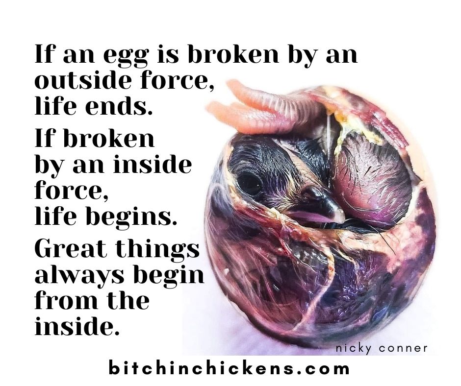 Bitchin’ Chickens Memes: 3 – Bitchin' Chickens