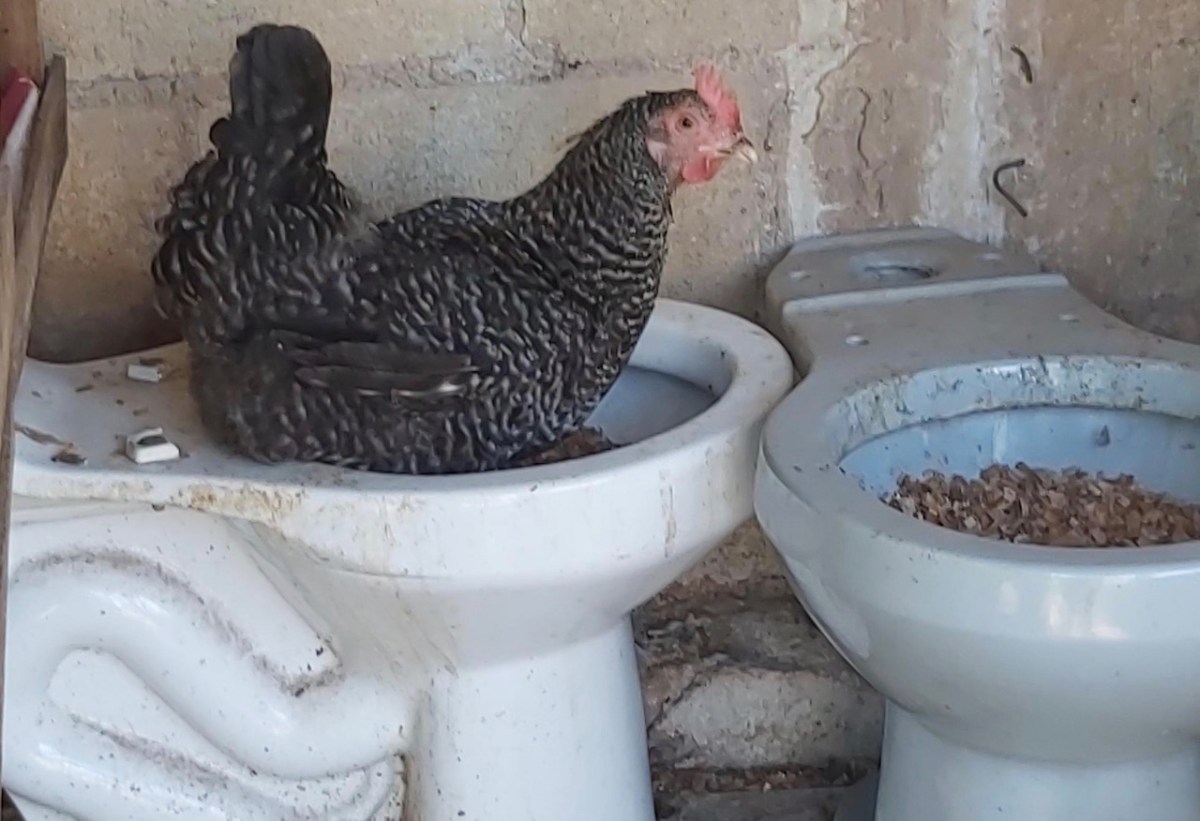 The Lowdown on Chicken Poop: Interpreting Your Flock’s Outputs ...