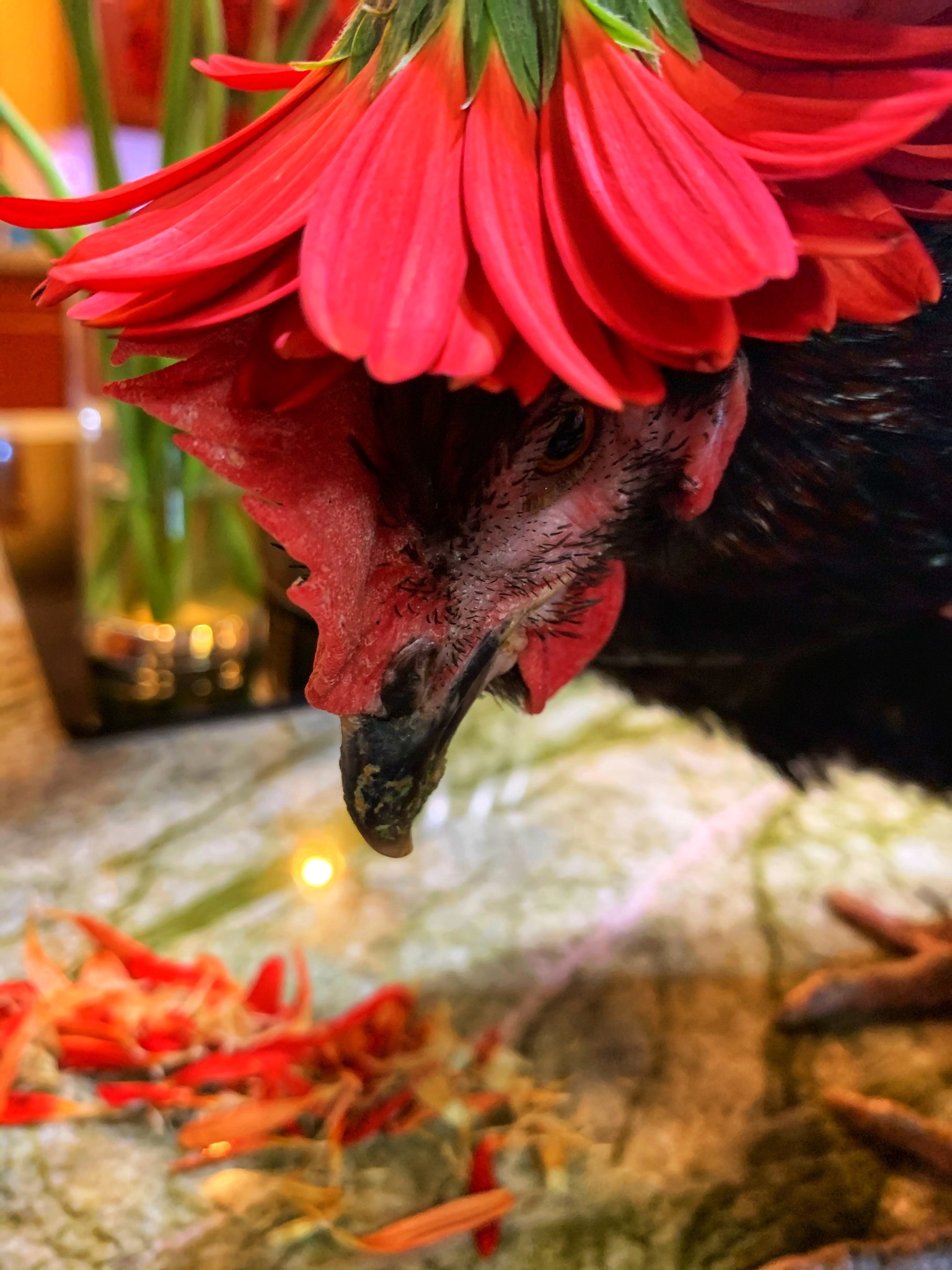 Case Study: Chicken Spay Surgery – Bitchin' Chickens