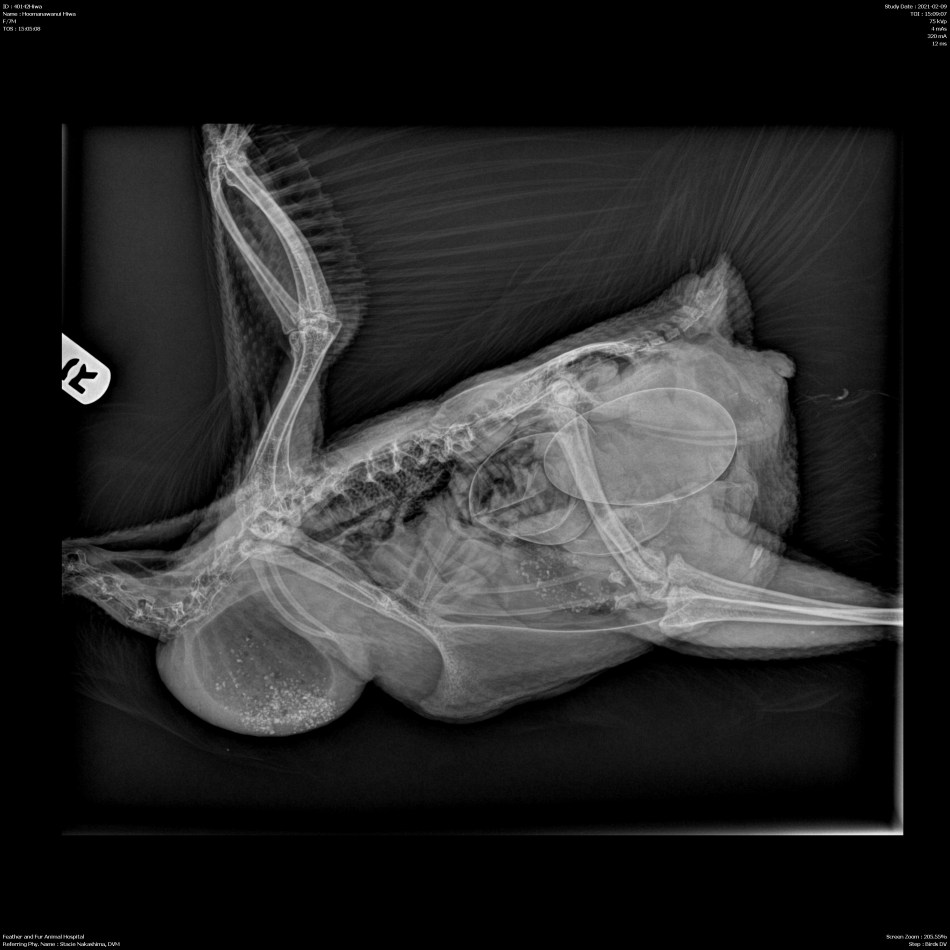 Case Study: Chicken Spay Surgery – Bitchin' Chickens