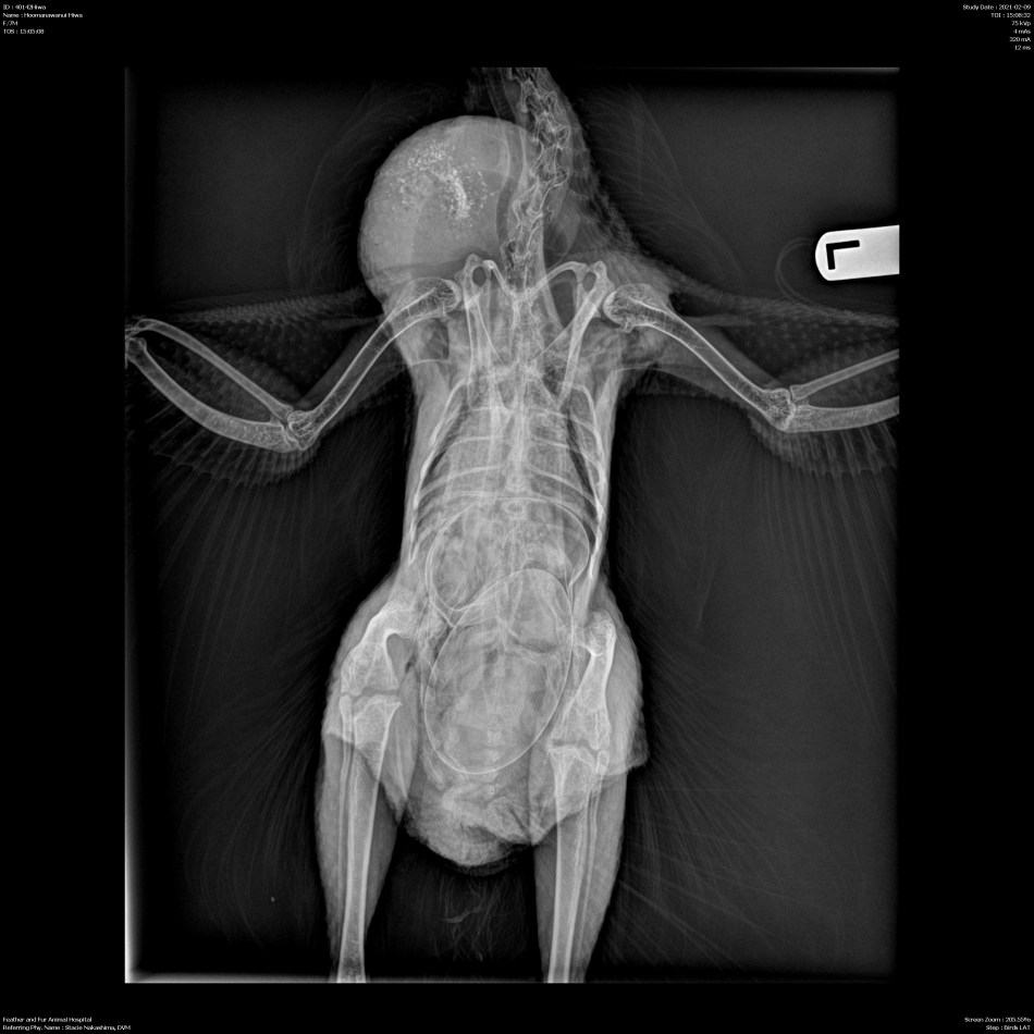 Case Study: Chicken Spay Surgery – Bitchin' Chickens