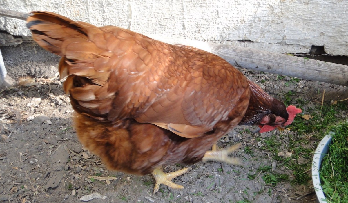 Case Study: Blunt Force Trauma – Bitchin' Chickens