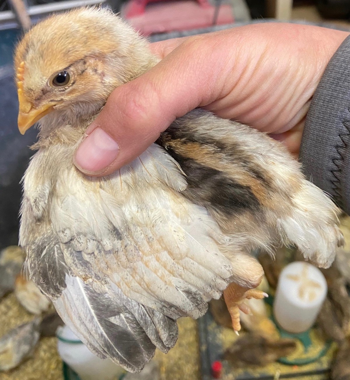 Sex, Gender & Chimerism – Bitchin' Chickens